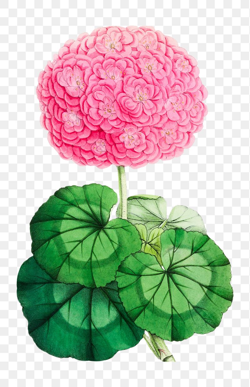 PNG Double zonal Geranium Floral | Free PNG - rawpixel