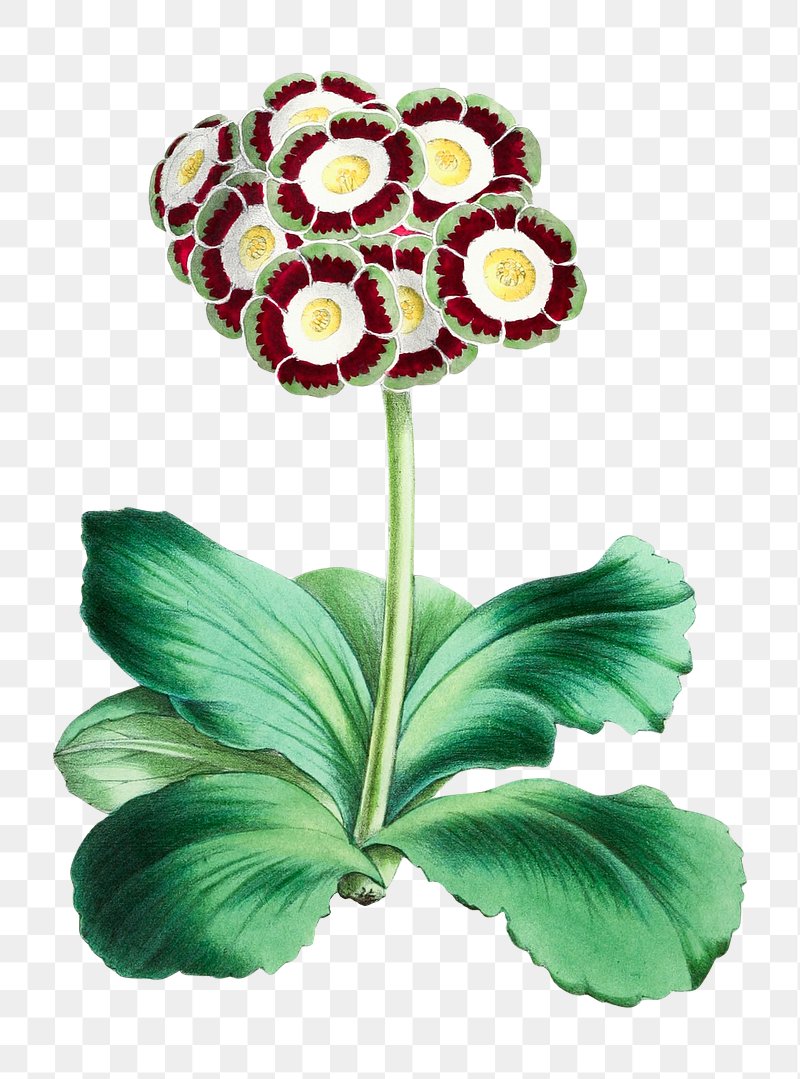 PNG Primula Auricula Floral Magazine, | Free PNG - rawpixel