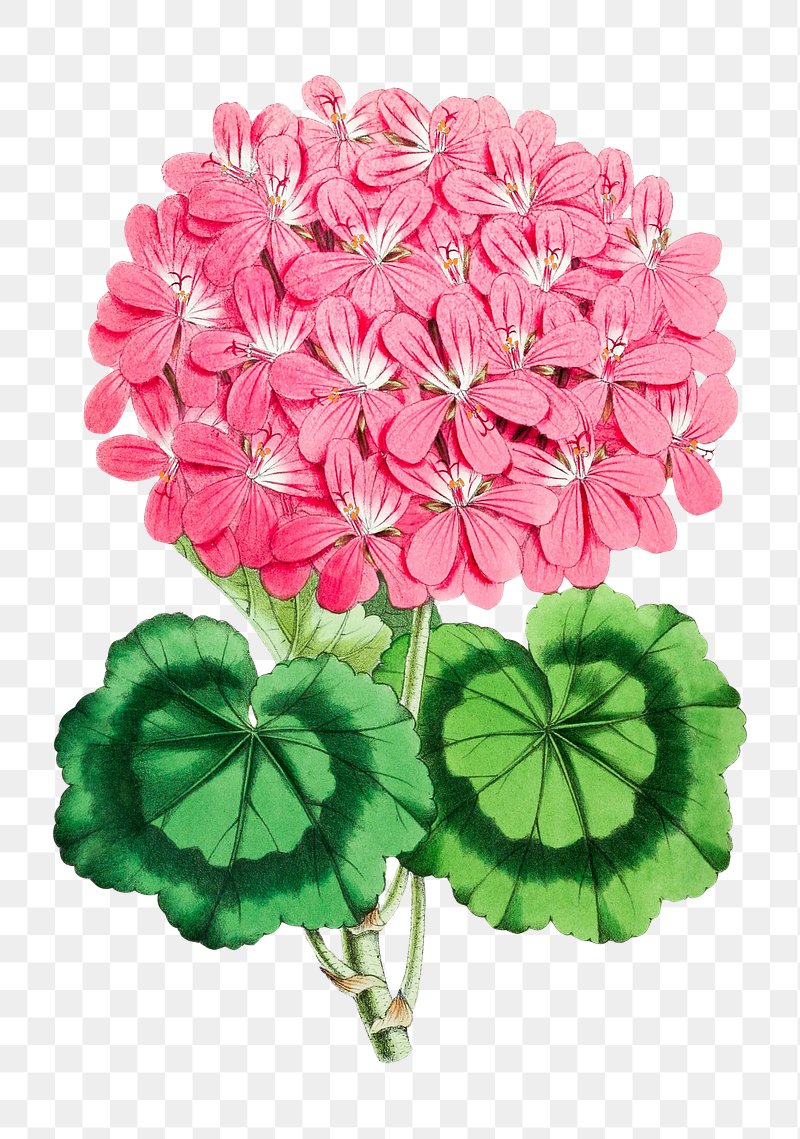 PNG Martha Washington Geraniums vintage | Free PNG - rawpixel