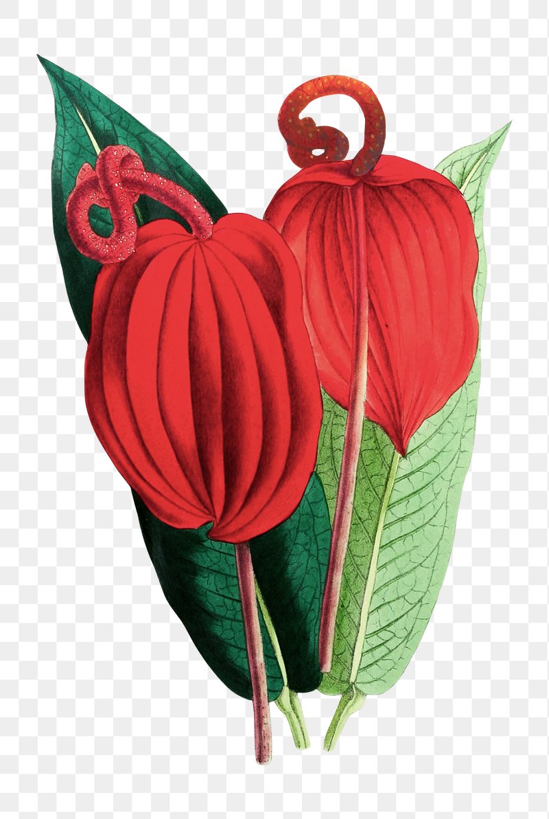 Anthurium PNG Images | Free Photos, PNG Stickers, Wallpapers ...