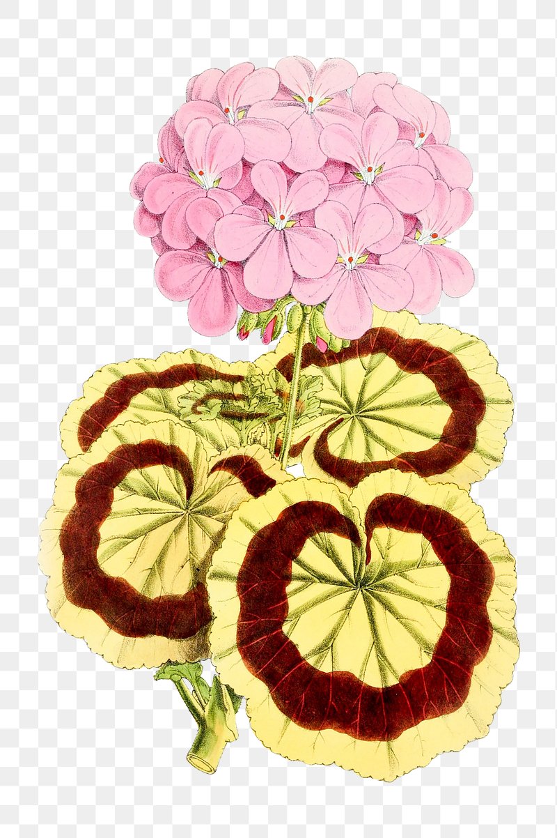 PNG Pelargonium and Geranium Floral | Free PNG - rawpixel