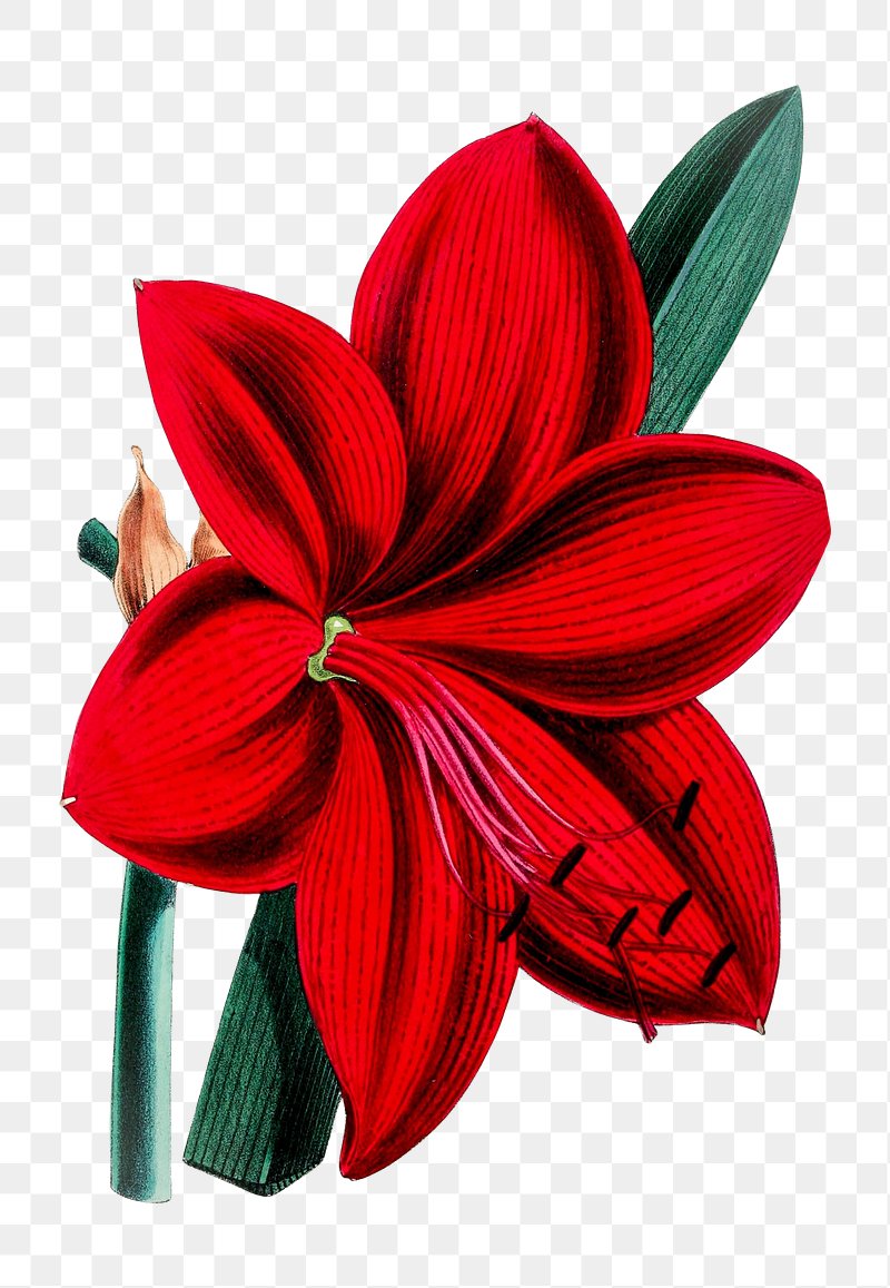 Amaryllis Flower PNG Images | Free Photos, PNG Stickers, Wallpapers ...