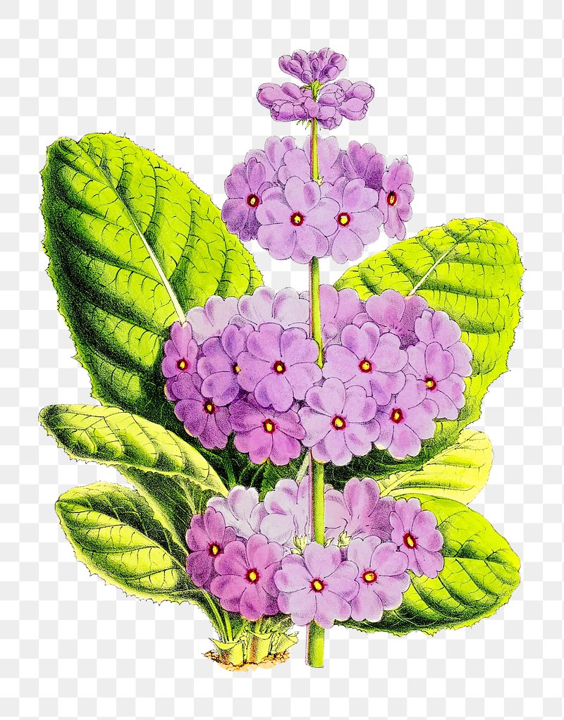 PNG Primula japonica Floral Magazine, | Free PNG - rawpixel