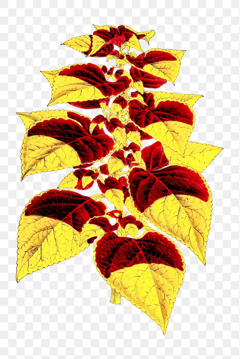 PNG Coleus, flower illustration transparent | Free PNG - rawpixel