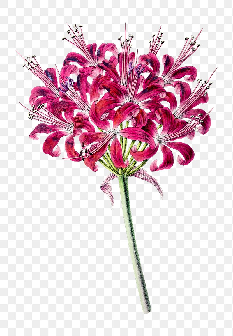 Amaryllis Flower PNG Images | Free Photos, PNG Stickers, Wallpapers ...