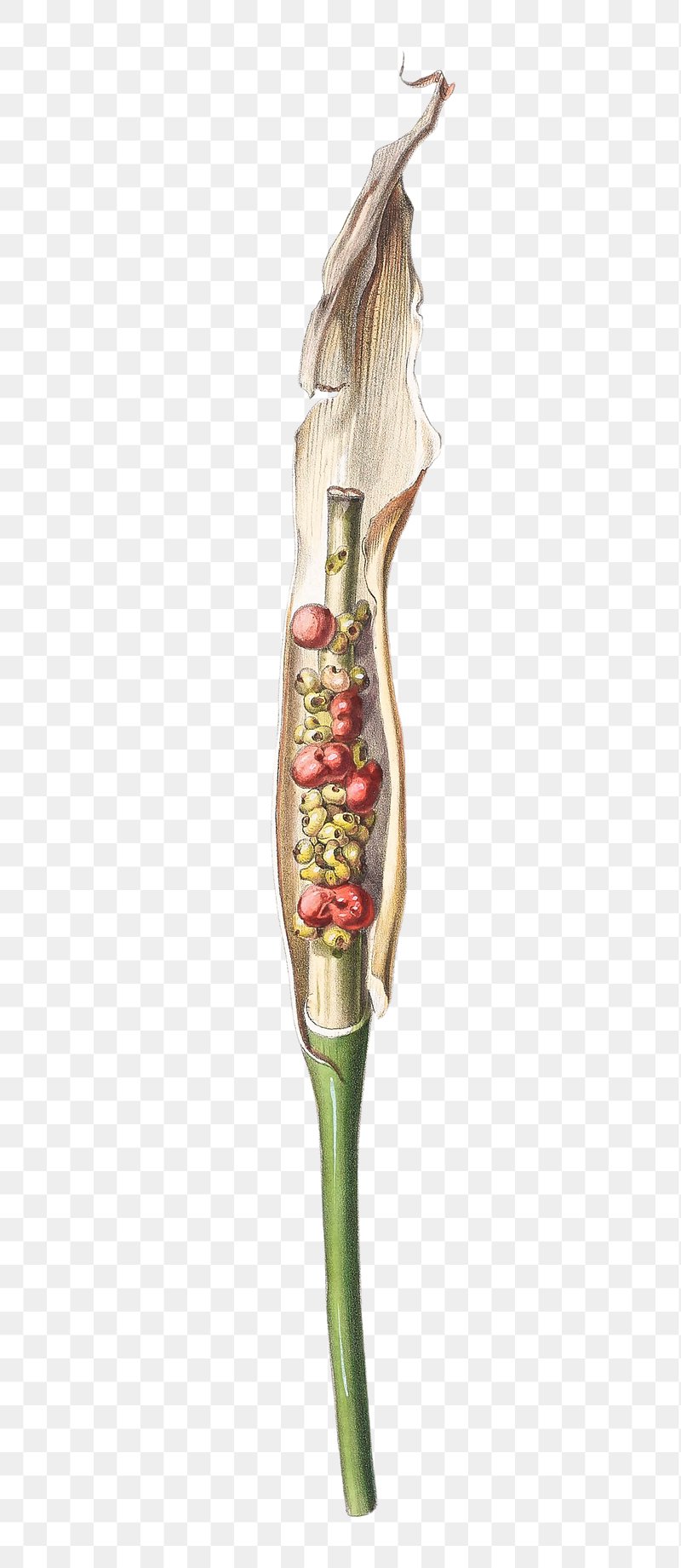 Nut PNG Images | Free Photos, PNG Stickers, Wallpapers & Backgrounds ...