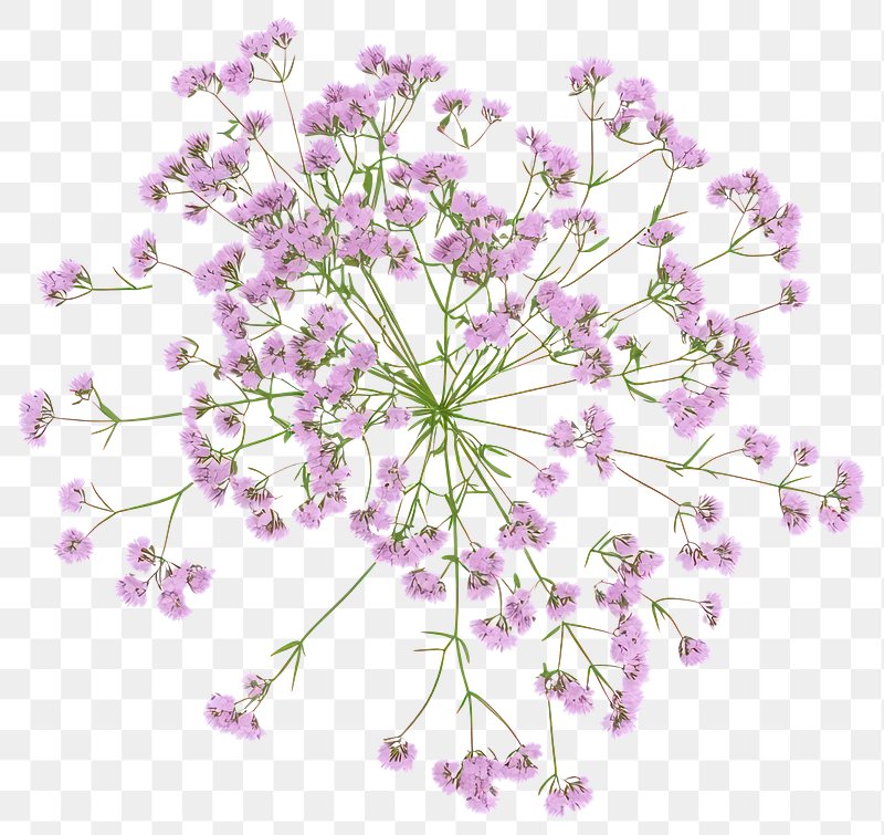 Gypsophila PNG Images | Free Photos, PNG Stickers, Wallpapers ...