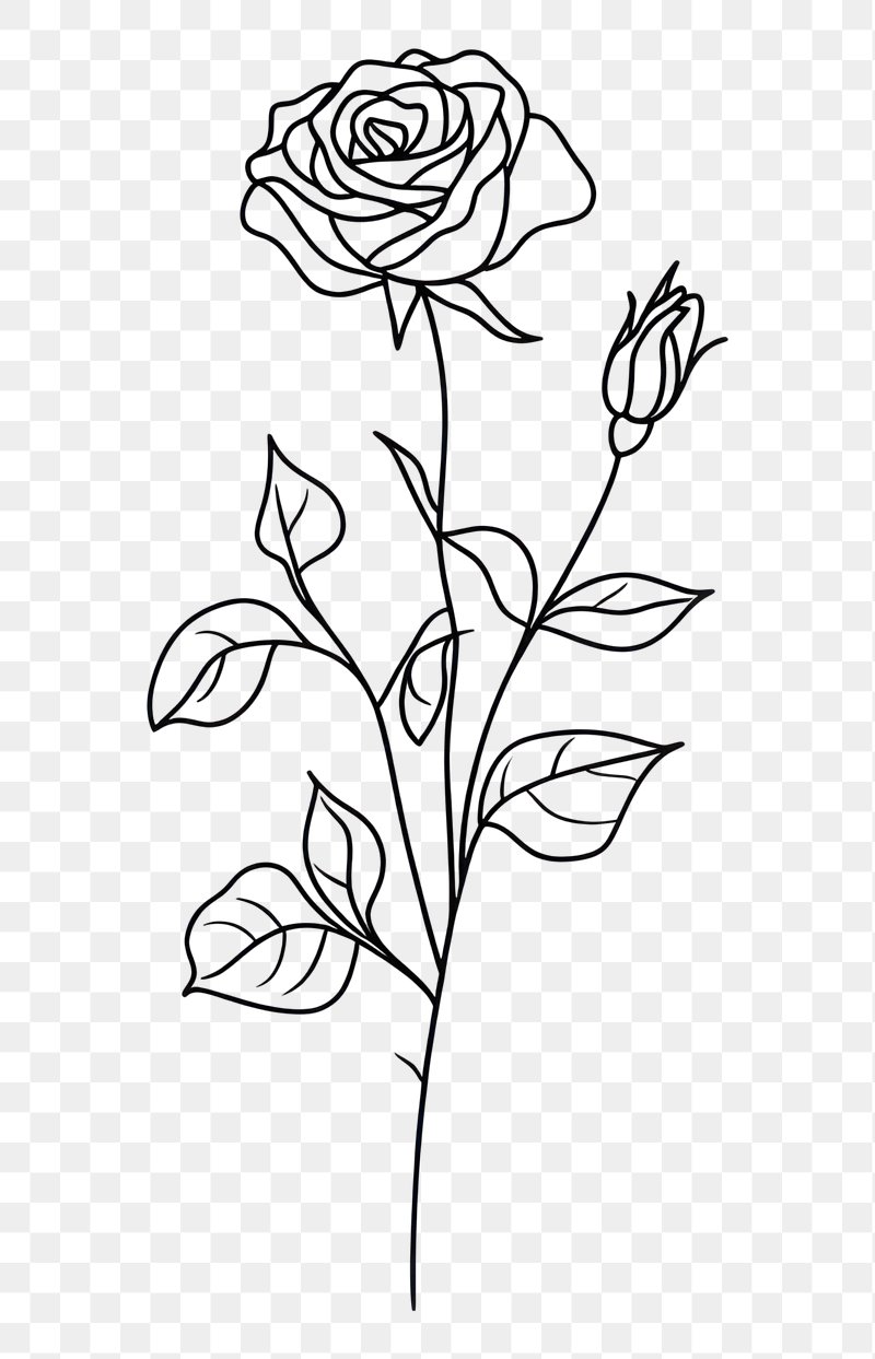 Rose Line Art PNG Images | Free Photos, PNG Stickers, Wallpapers ...