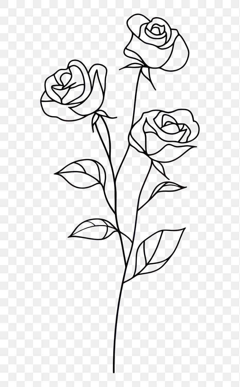 Rose Line Art PNG Images | Free Photos, PNG Stickers, Wallpapers ...