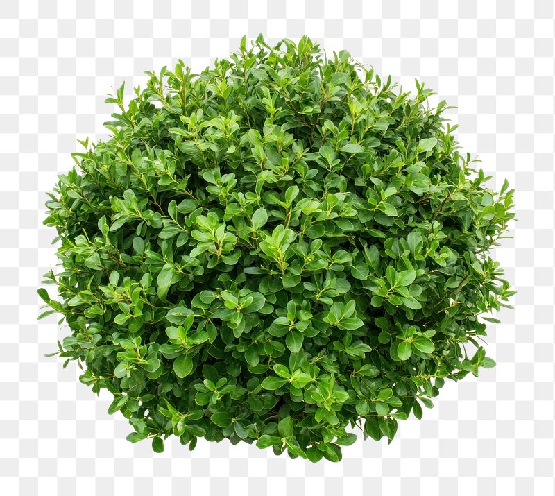 Bushes Top View PNG Images | Free Photos, PNG Stickers, Wallpapers ...