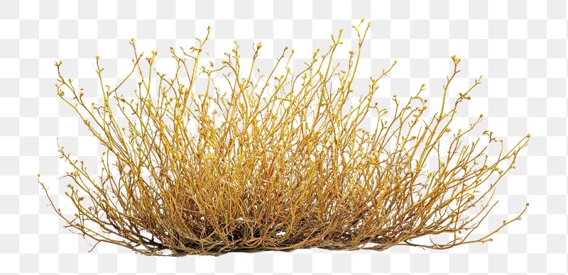 Transparent PNG Tumbleweed Images | Free Photos, PNG Stickers, Wallpapers & Backgrounds - rawpixel