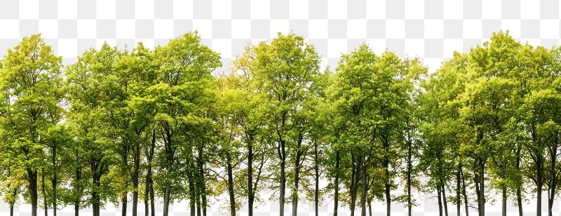 PNG forest tree border, transparent | Free PNG - rawpixel