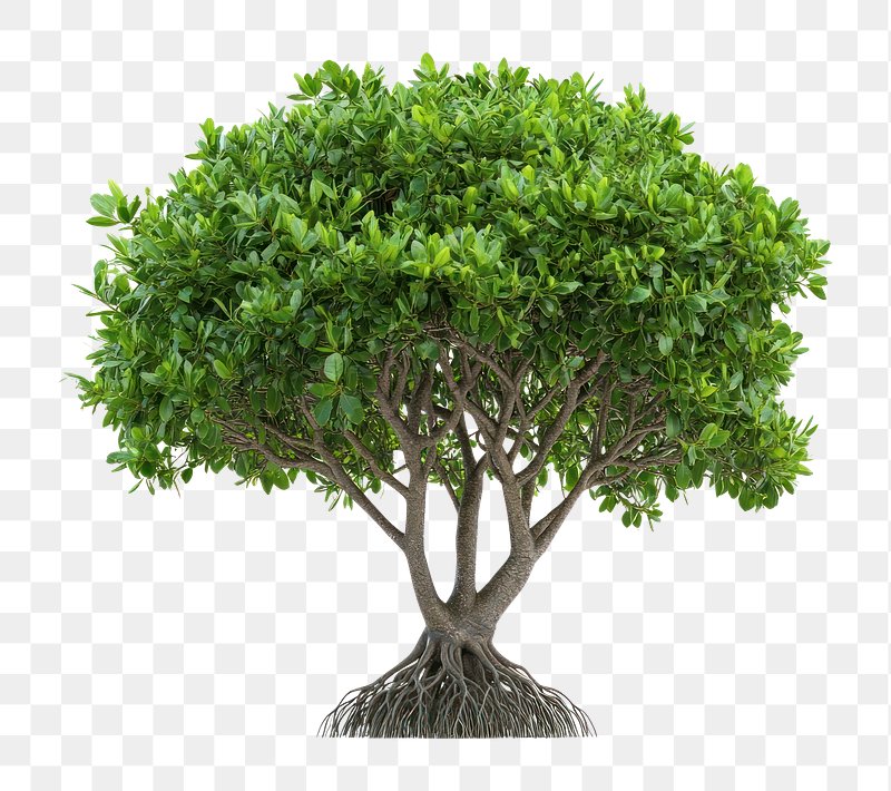 Tree Roots PNG Images | Free Photos, PNG Stickers, Wallpapers ...