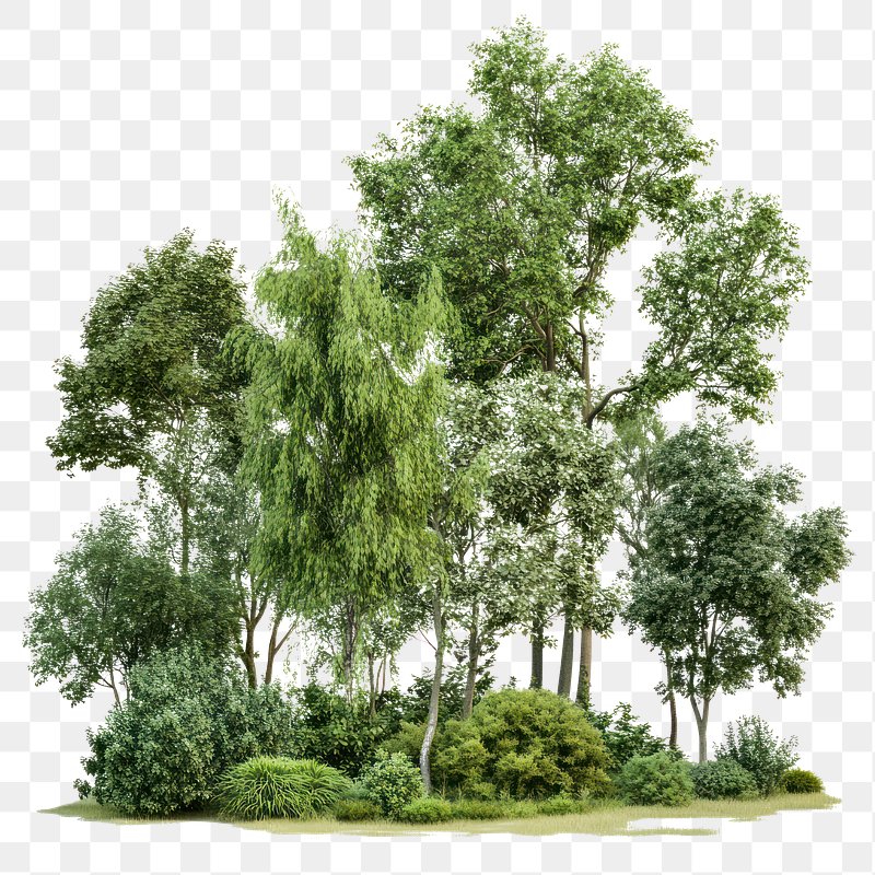Forest Tree PNG Images | Free Photos, PNG Stickers, Wallpapers ...