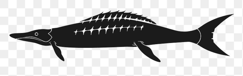 Sturgeon PNG Images | Free Photos, PNG Stickers, Wallpapers ...