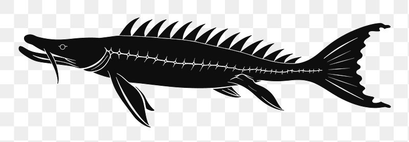 Sturgeon PNG Images | Free Photos, PNG Stickers, Wallpapers ...