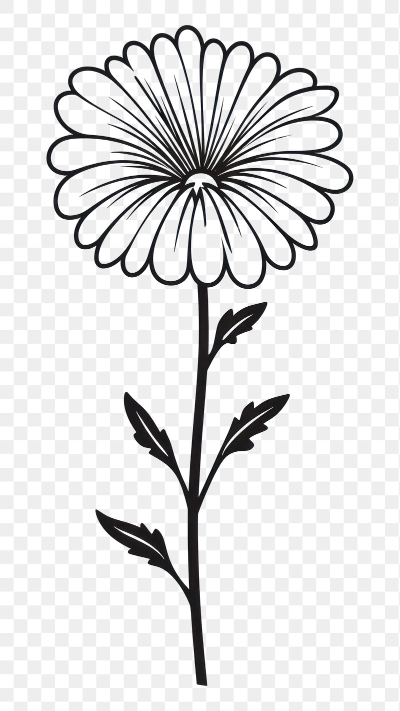 Floral Outline Transparent Images | Free Photos, PNG Stickers ...