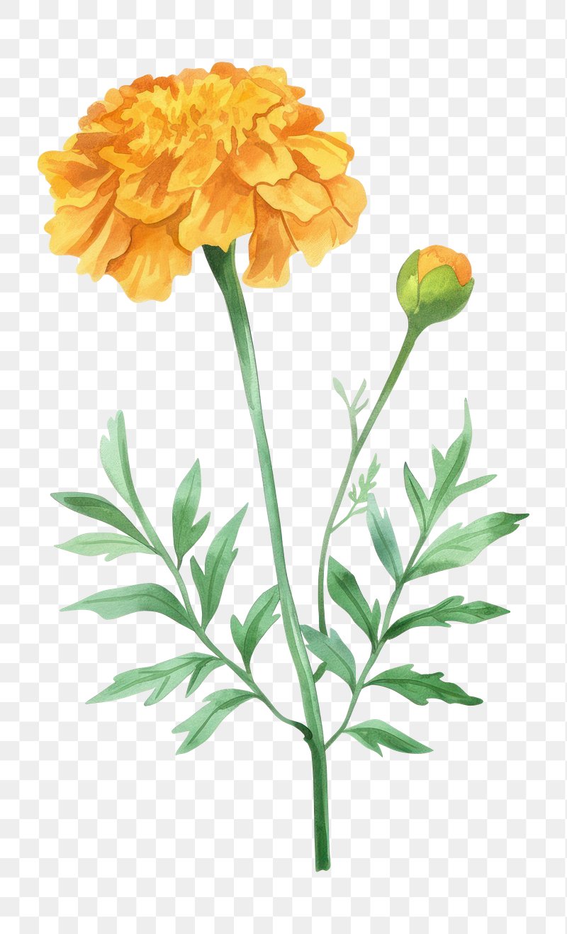 PNG Art illustration watercolor marigold | Premium PNG - rawpixel