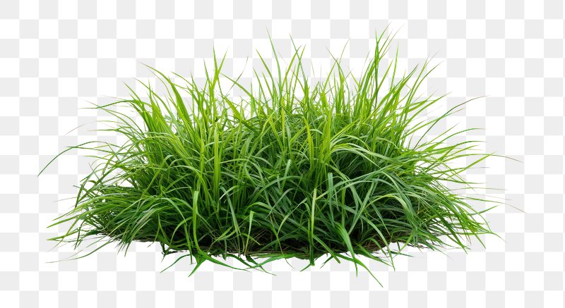 PNG Grassfield vegetation background isolated | Free PNG - rawpixel