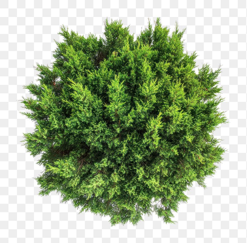 Tree Top View PNG Images | Free Photos, PNG Stickers, Wallpapers ...
