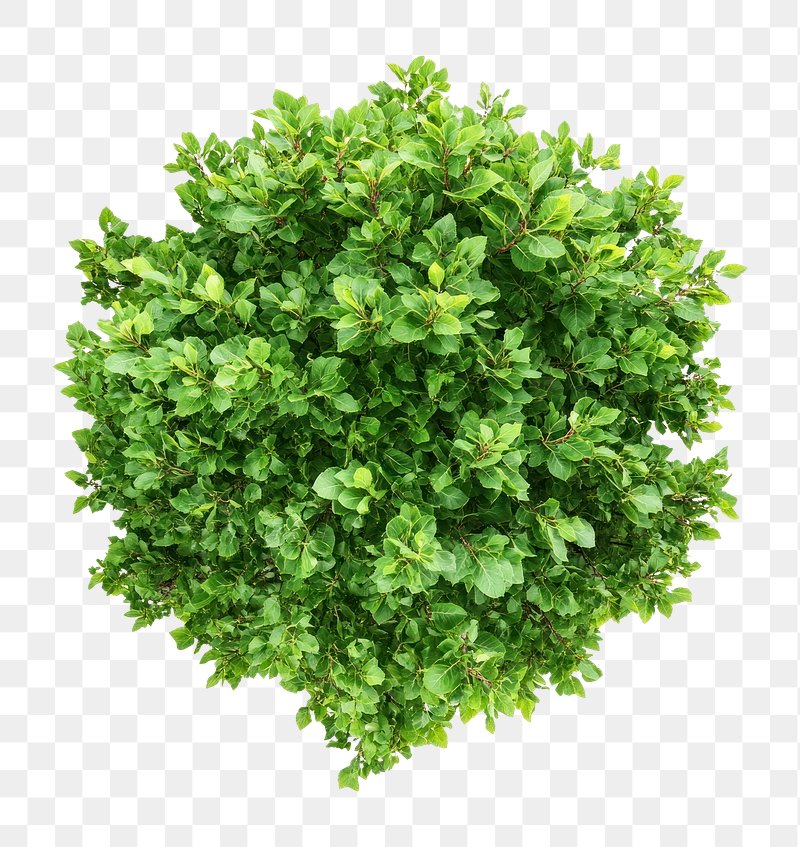 Tree Top View PNG Images | Free Photos, PNG Stickers, Wallpapers ...