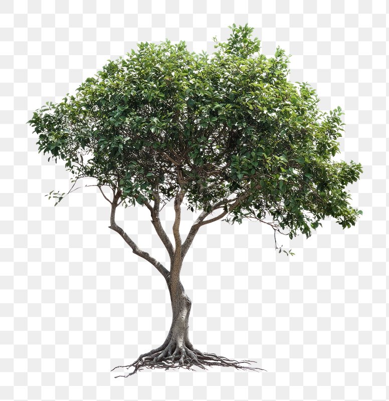 Tree Roots PNG Images | Free Photos, PNG Stickers, Wallpapers ...
