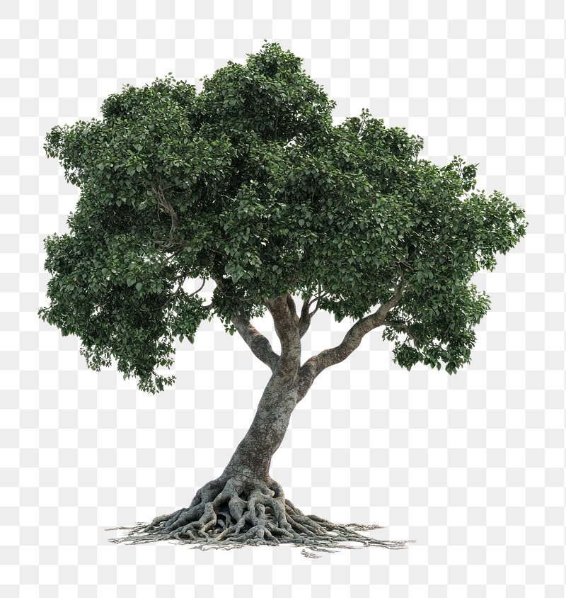 Tree Shadow PNG Images | Free Photos, PNG Stickers, Wallpapers ...