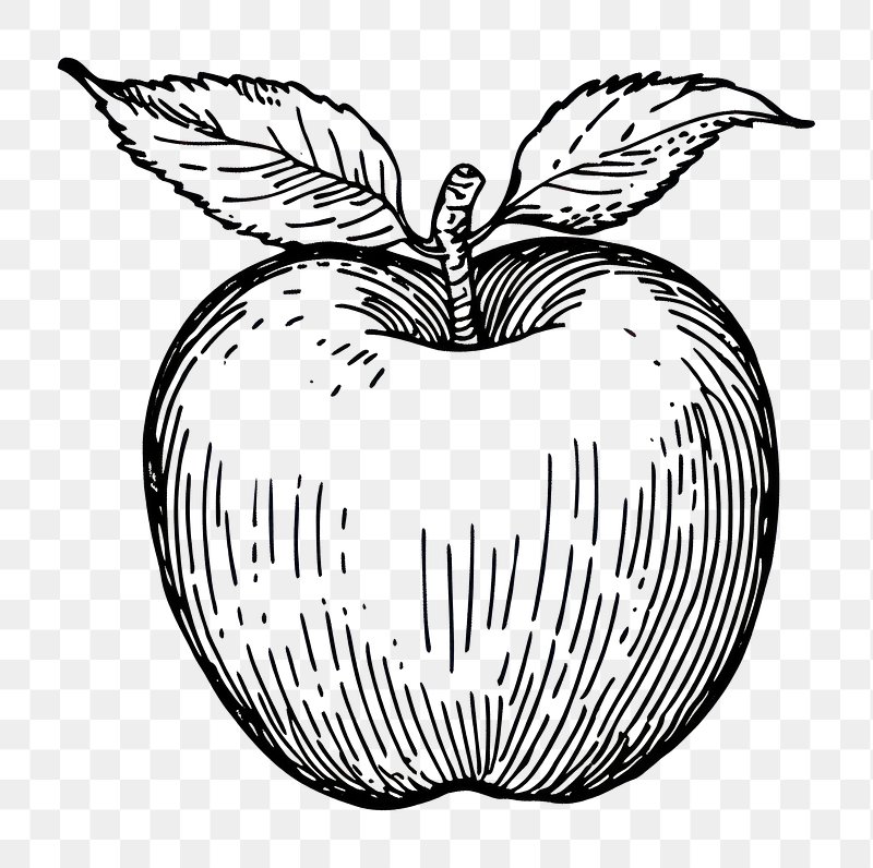 Apple Drawing Images | Free Photos, PNG Stickers, Wallpapers ...
