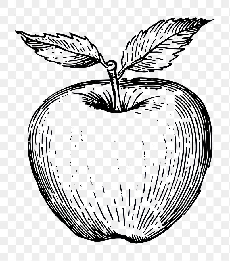 Apple Drawing Images | Free Photos, PNG Stickers, Wallpapers ...