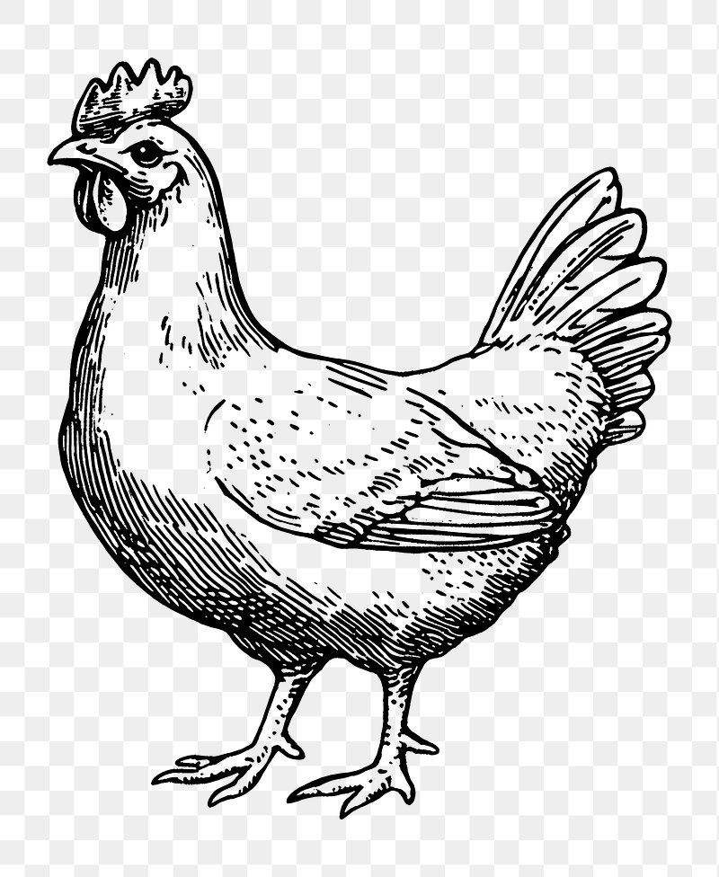 Chicken Drawing Images | Free Photos, PNG Stickers, Wallpapers ...