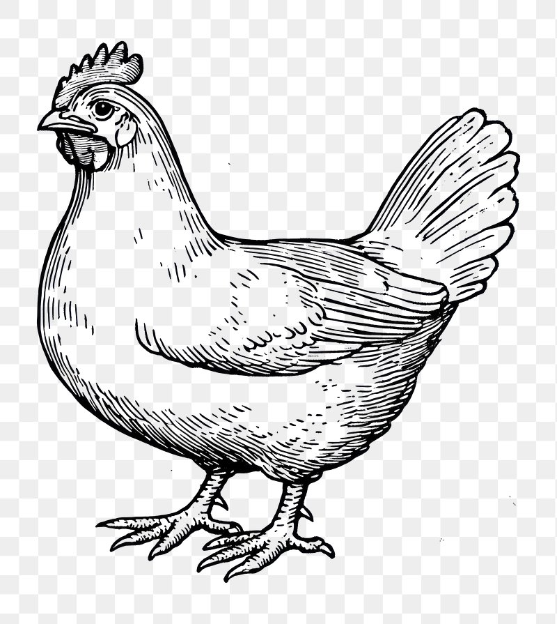 Chicken PNG Images | Free Photos, PNG Stickers, Wallpapers ...