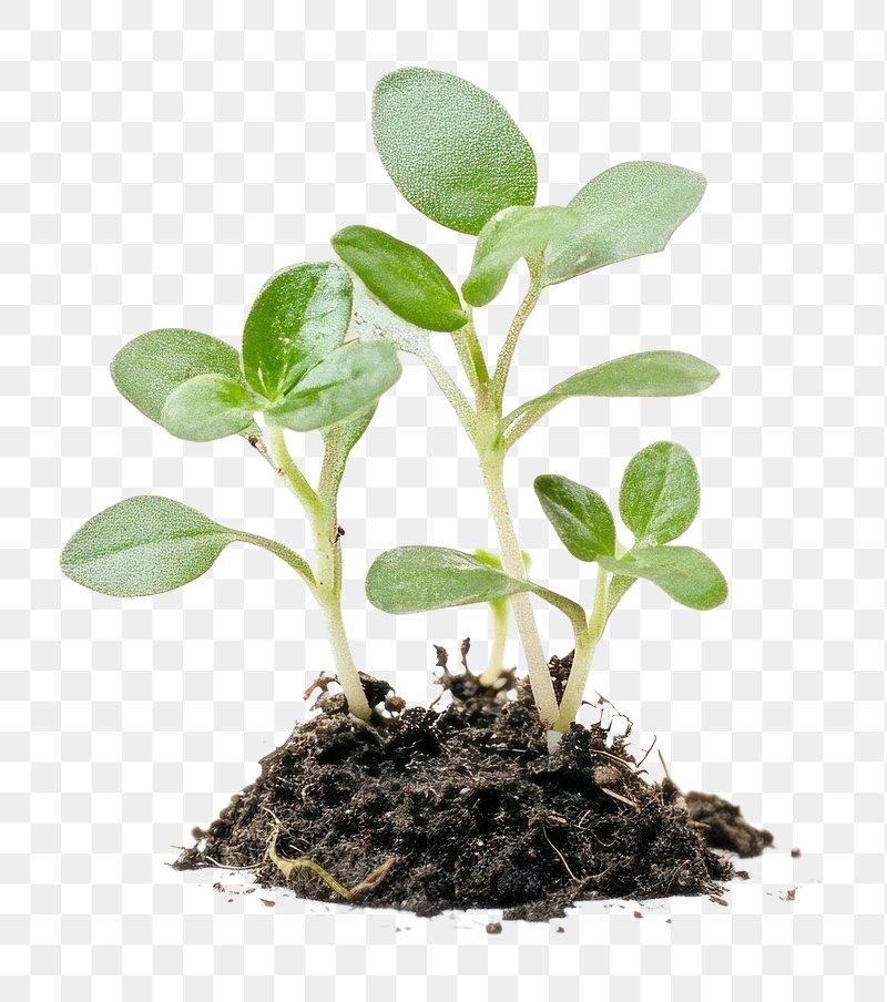 Sprout PNG Images | Free Photos, PNG Stickers, Wallpapers & Backgrounds ...