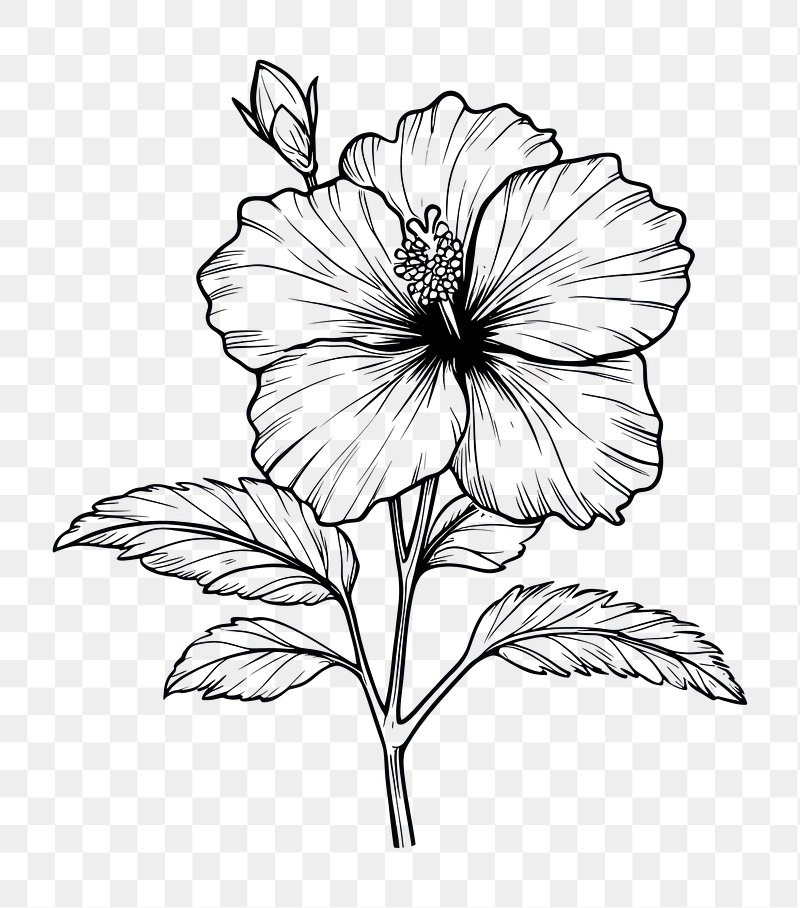 Floral Outline Transparent Images | Free Photos, PNG Stickers ...