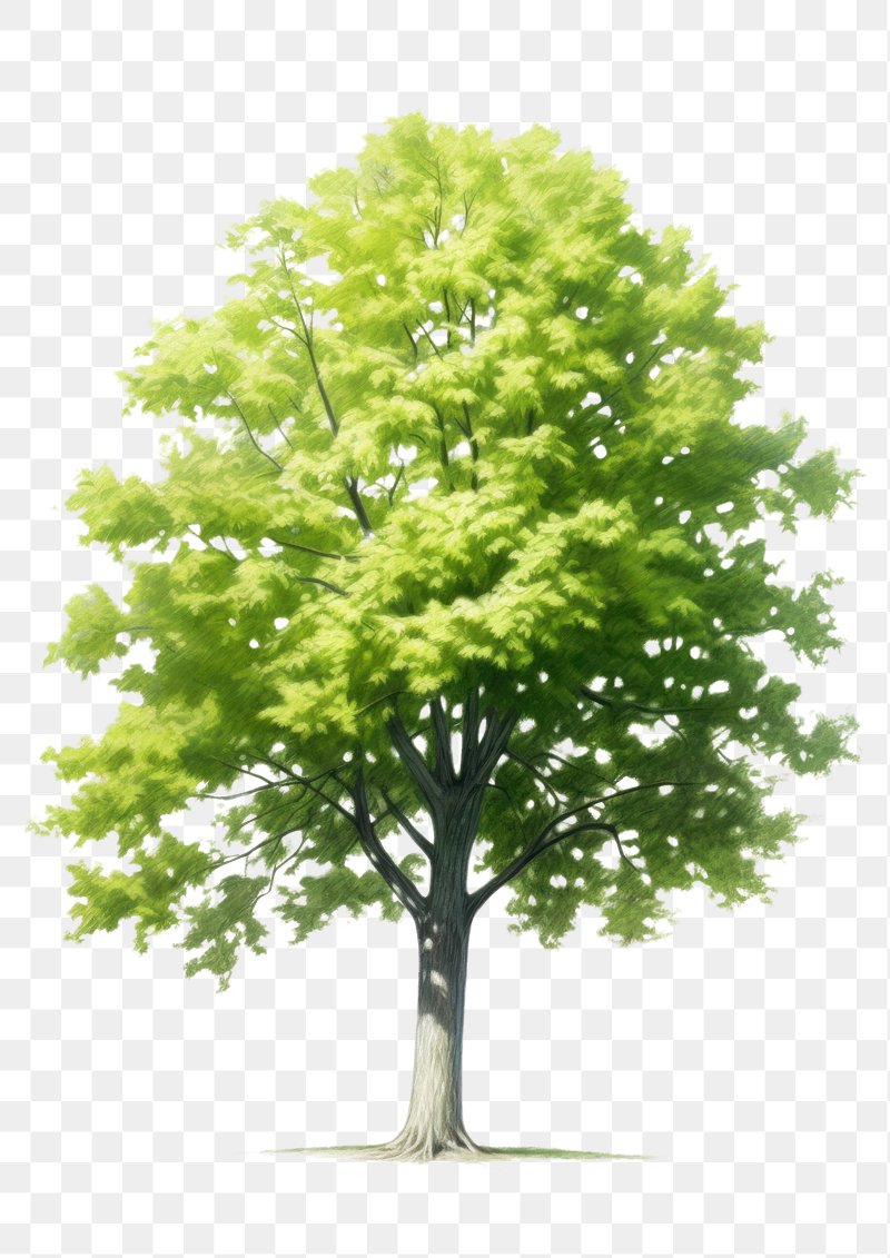 PNG Tree botanical drawing nature. | Free PNG - rawpixel
