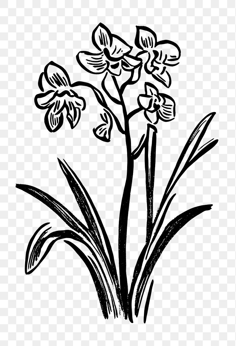 Daffodil flower illustration drawing line | Free Photo Illustration ...