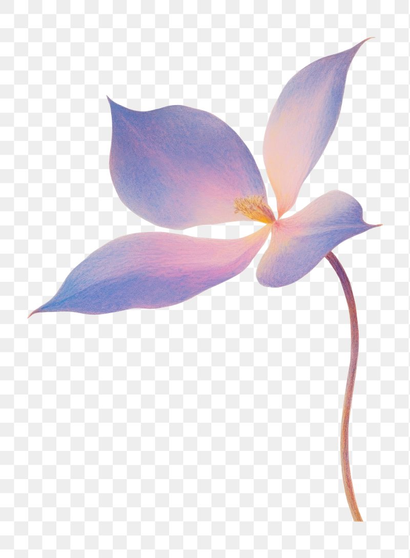 Aesthetic Icons Transparent Background Images | Free Photos, PNG ...