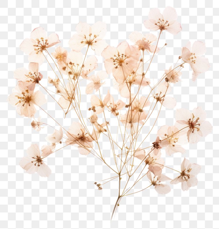 Gypsophila PNG Images | Free Photos, PNG Stickers, Wallpapers ...