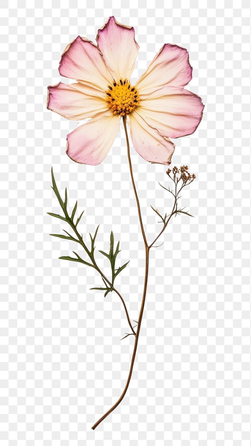 Single Flower PNG Images | Free Photos, PNG Stickers, Wallpapers ...