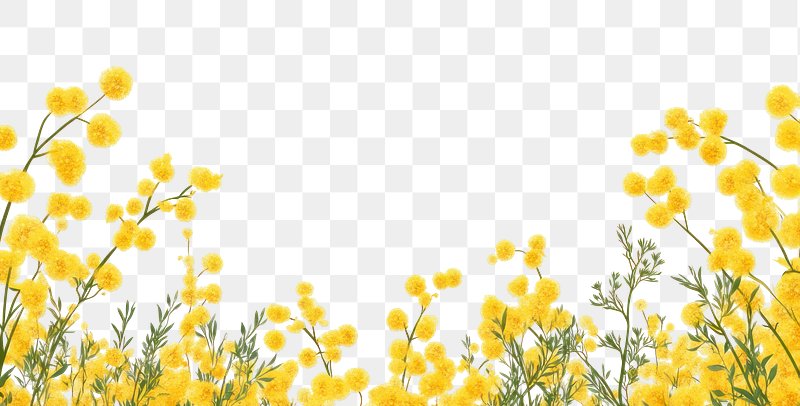PNG Yellow flowers bottom background | Free PNG - rawpixel