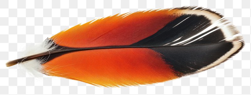 Transparent Feather Images | Free Photos, PNG Stickers, Wallpapers ...