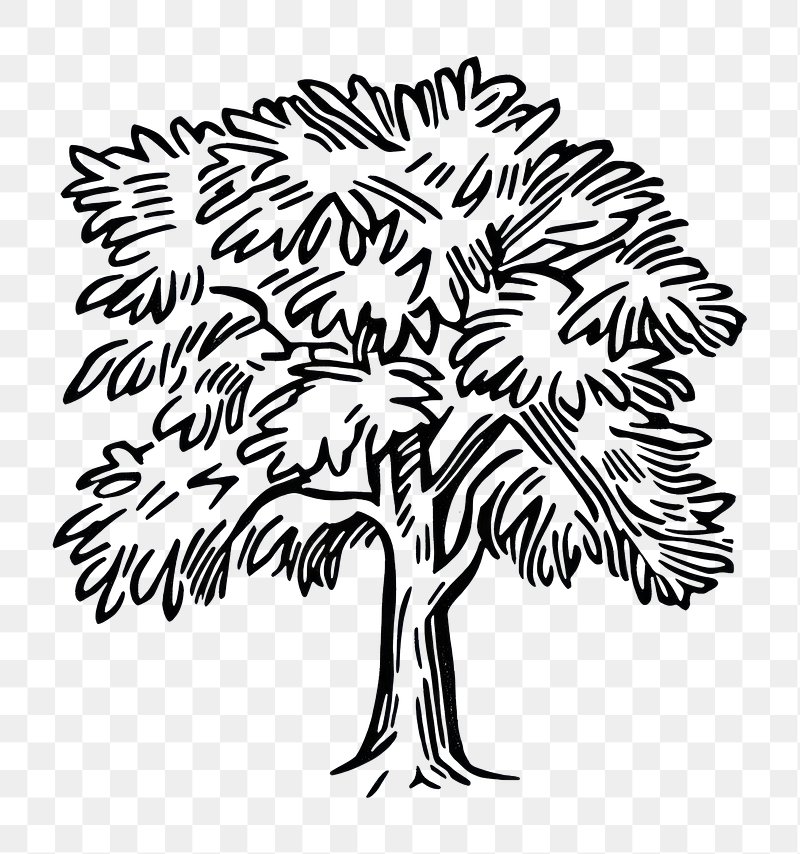 Ash+black+and+white Plant Images | Free Photos, PNG Stickers ...