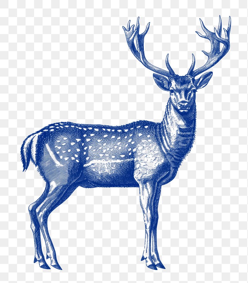 Deer Transparent Images | Free Photos, PNG Stickers, Wallpapers ...