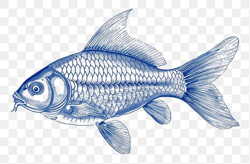 Hand drawn fish vintage drawing | Free Vector - rawpixel