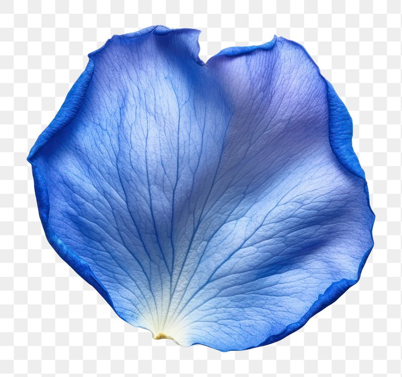 Blue Rose Floral PNG Images | Free Photos, PNG Stickers, Wallpapers ...