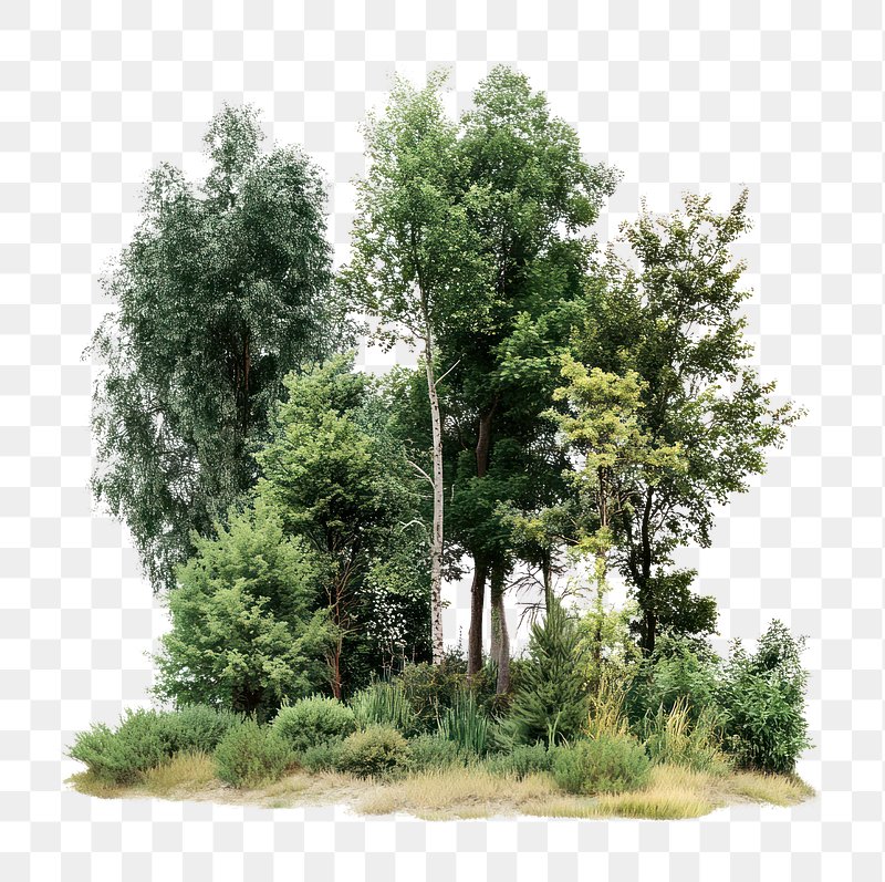 Forest Landscape PNG Images | Free Photos, PNG Stickers, Wallpapers ...