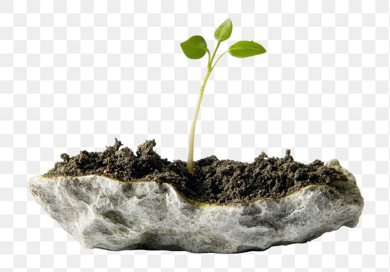 Seedlings PNG Images | Free Photos, PNG Stickers, Wallpapers ...