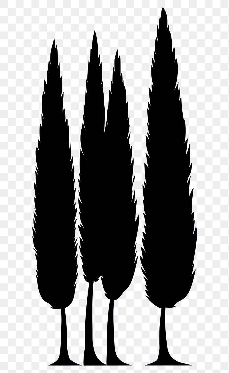 PNG Cypress tree silhouette trees | Free PNG - rawpixel