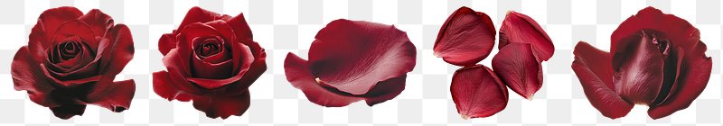 Rose Transparent PNG Images | Free Photos, PNG Stickers, Wallpapers ...