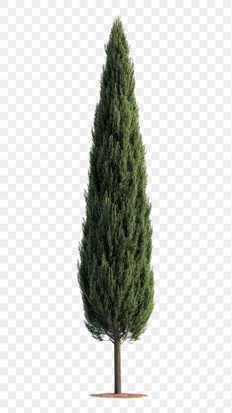 PNG Cypress tree illustration silhouette | Free PNG - rawpixel