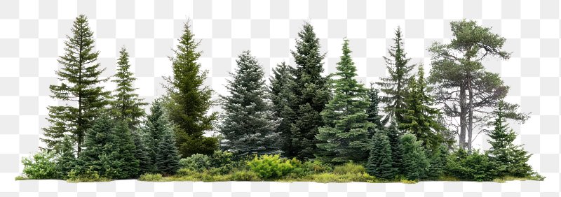 Spruce PNG Images | Free Photos, PNG Stickers, Wallpapers & Backgrounds ...